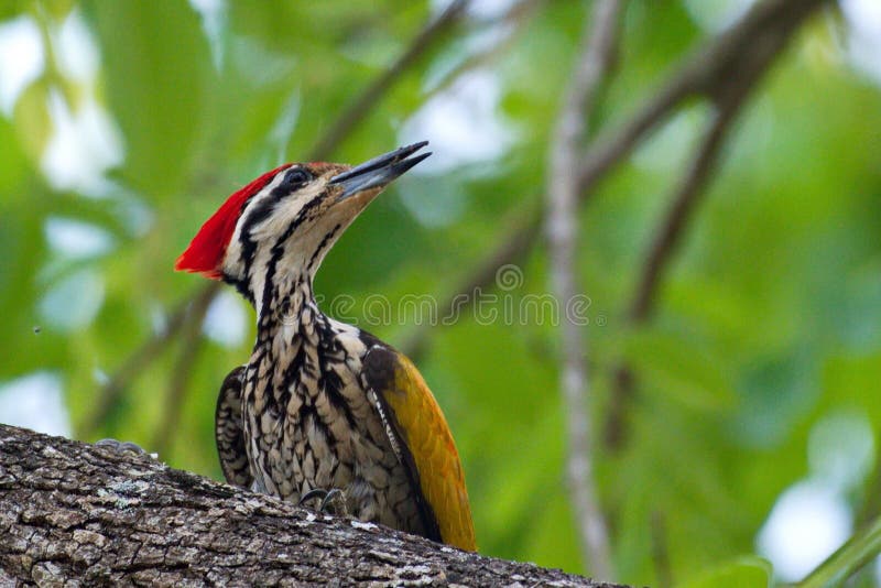 Common Flameback Woodpecker Bird Stock Photo - Image of woodpecker ...