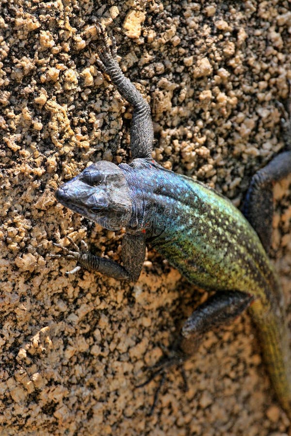 Common Flat Lizard, Platysaurus Intermedius, on Rocks in Matopos ...