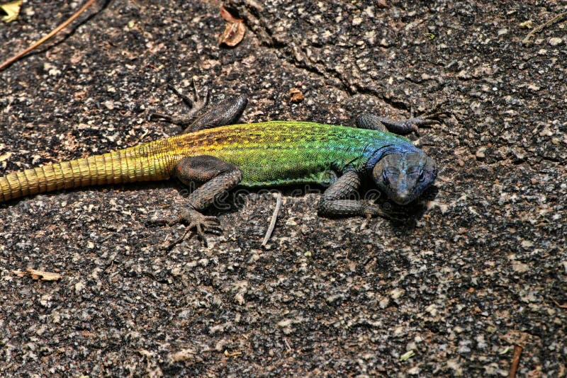 Common Flat Lizard, Platysaurus Intermedius, on Rocks in Matopos ...
