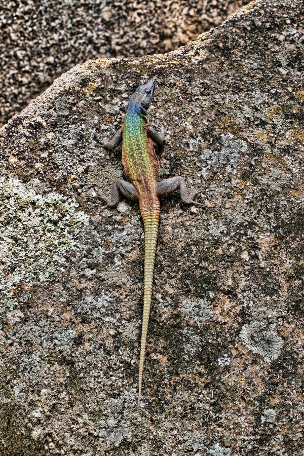 Common Flat Lizard, Platysaurus Intermedius, on Rocks in Matopos ...