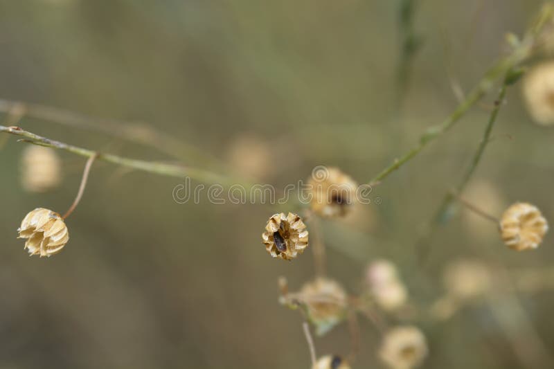 Common flax stock photo. Image of flax, garden, linseed - 310310356