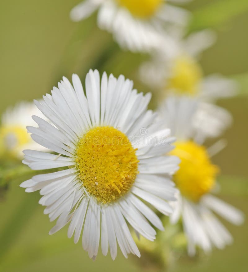 Common Fleabane in Bloom Closeup View with Green Blurred Plants and ...