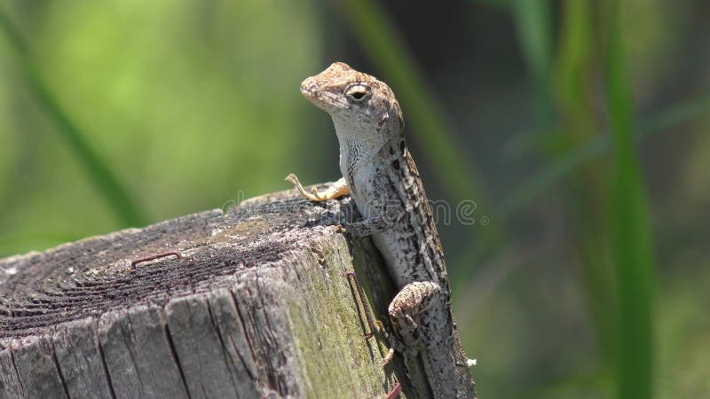 Common Florida Lizard, Close Up . Stock Video - Video of creature ...