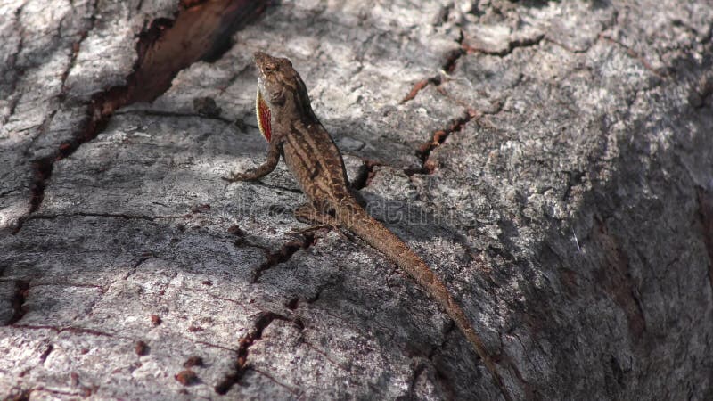Common Florida Lizard on a Tree Stock Video - Video of closeup ...