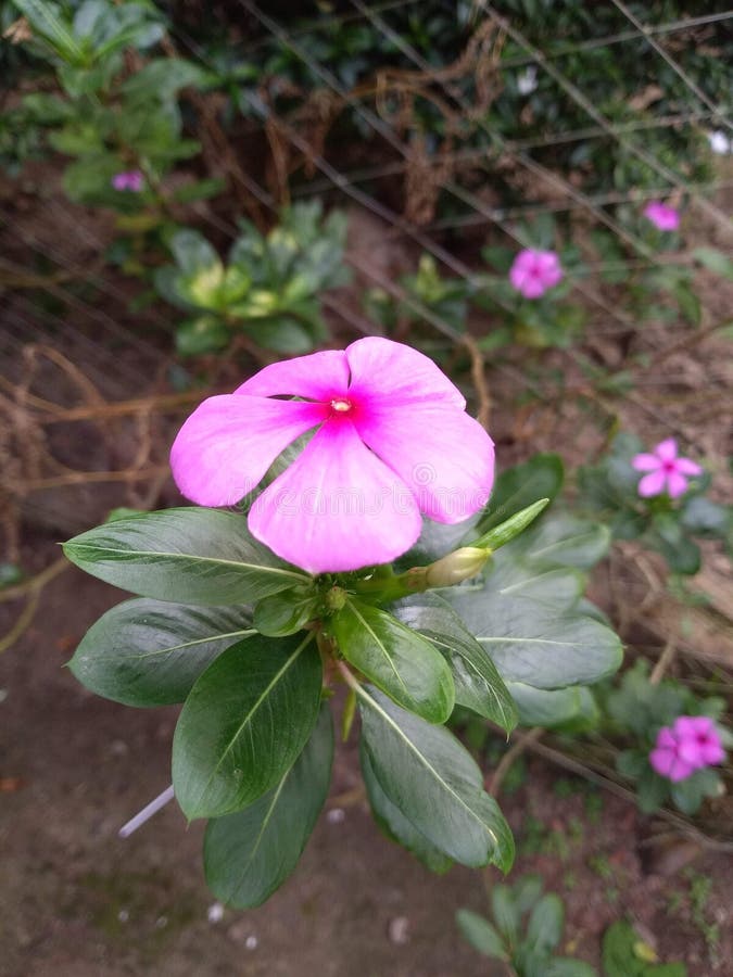 A Common Flower Spread Color of Love Stock Image - Image of love ...