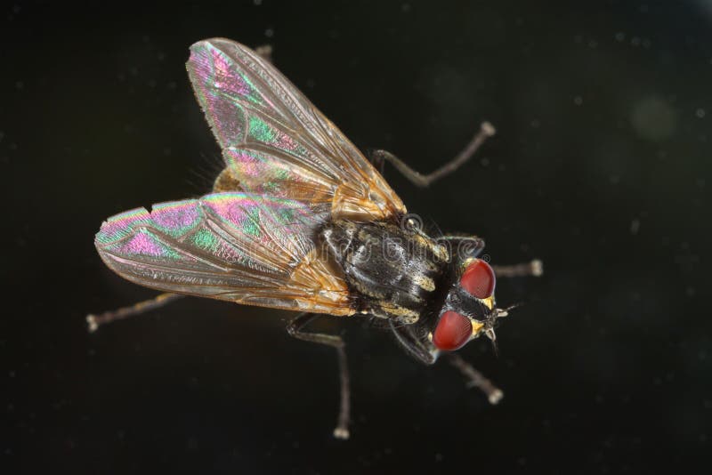 Common fly stock image. Image of extreme, insecticide - 10343313