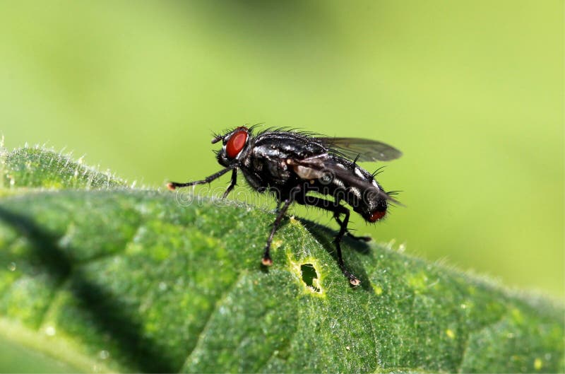 Common fly stock image. Image of outdoors, hairy, close - 21094613