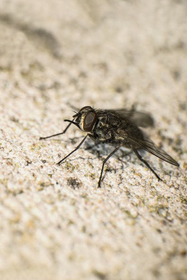 Fly perched on a wall stock photo. Image of nature, wings - 131551006
