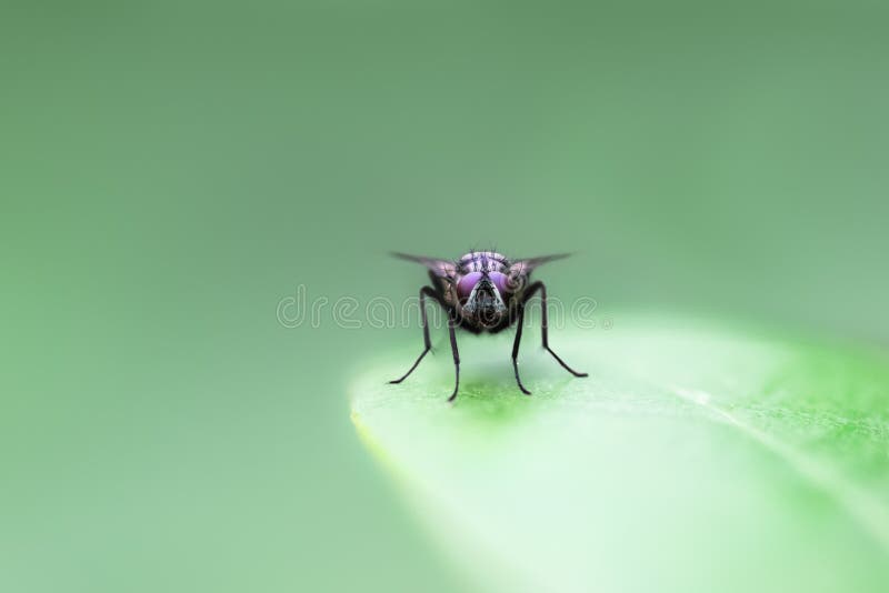 A Macro of a Single Fly on a Light Green Leaf Stock Photo - Image of ...