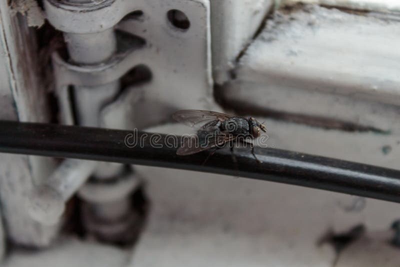 Common Fly in the House on a White Windowsill, Escaping from the Camera ...