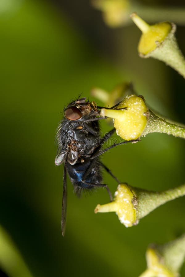 Common fly insect stock image. Image of macro, common - 105944143