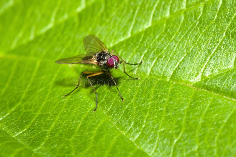 Common Fly on a Leaf stock image. Image of beauty, insect - 10663263