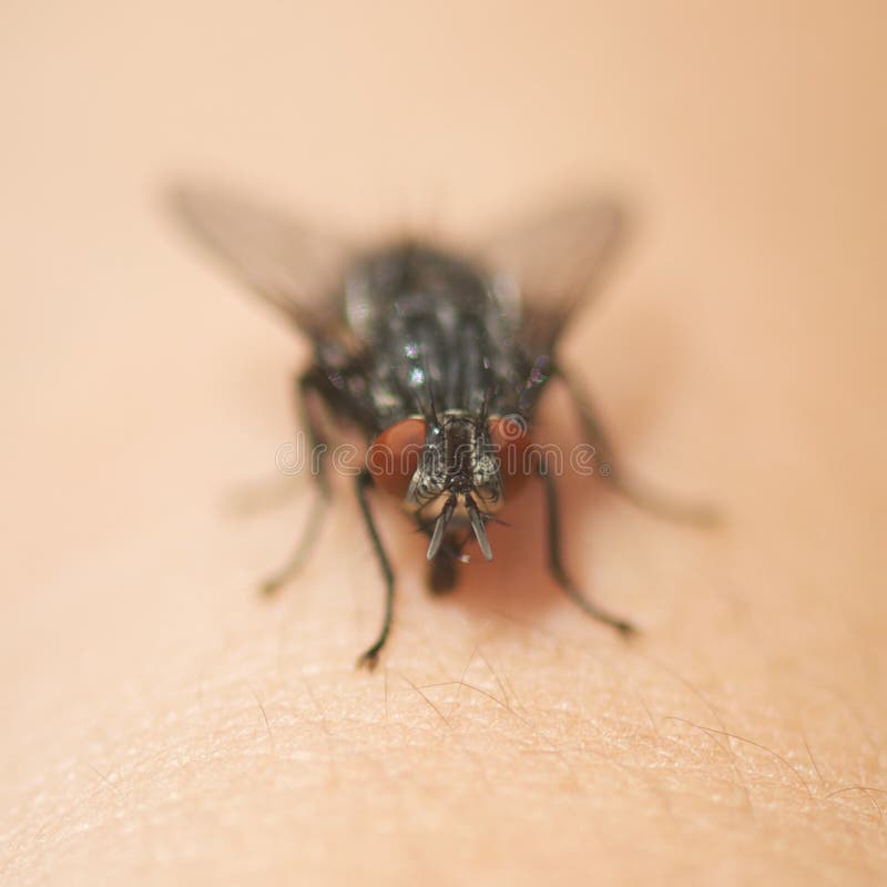 Common Fly stock photo. Image of ugly, nature, skin, insect - 43548696