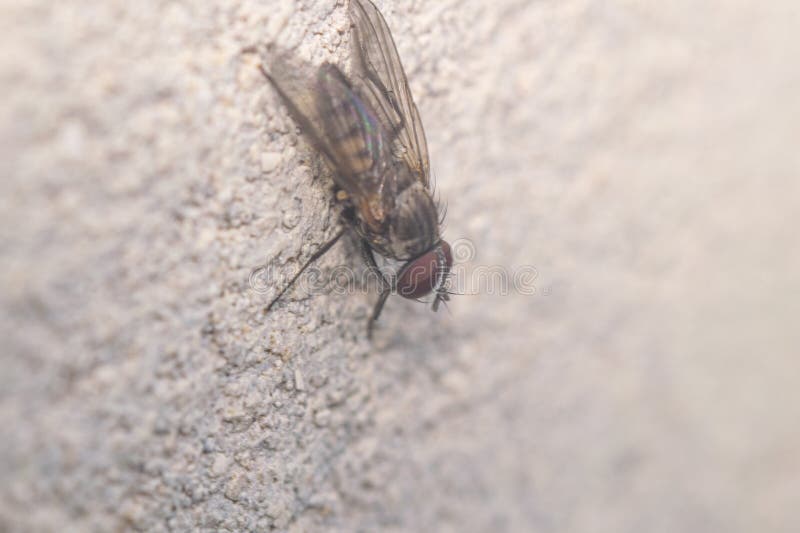 Common Fly Perched on the Wall Stock Image - Image of eyes, common ...