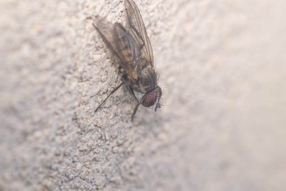 Common Fly Perched on the Wall Stock Image - Image of eyes, common ...