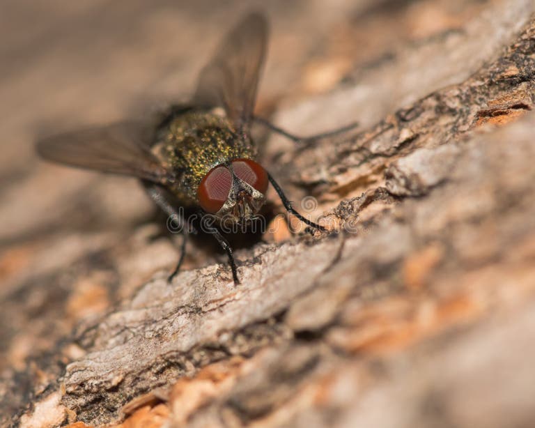 Common Fly Resting on the Bark of an Old Tree Stock Photo - Image of ...