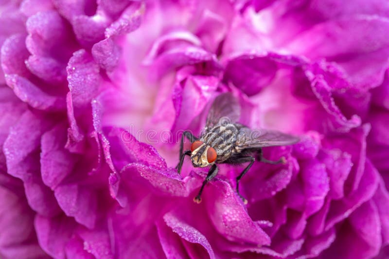 Common Fly Sits on a Purple Rose Stock Photo - Image of bloom, macro ...