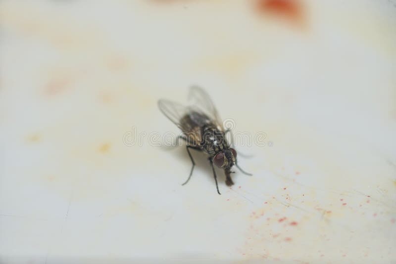 Common Fly Sucking Food on the Table Stock Photo - Image of table ...