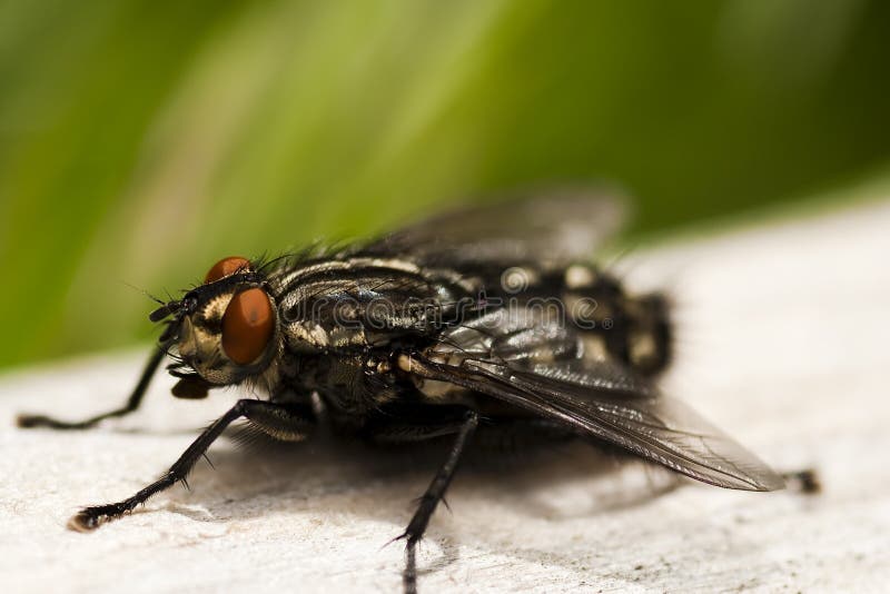 Common fly stock image. Image of insects, wings, nature - 48847953