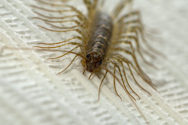 Common Flycatcher Millipede on the Wall Stock Photo - Image of animals ...