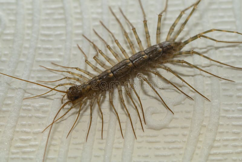Common Flycatcher Millipede on the Wall Stock Image - Image of close ...