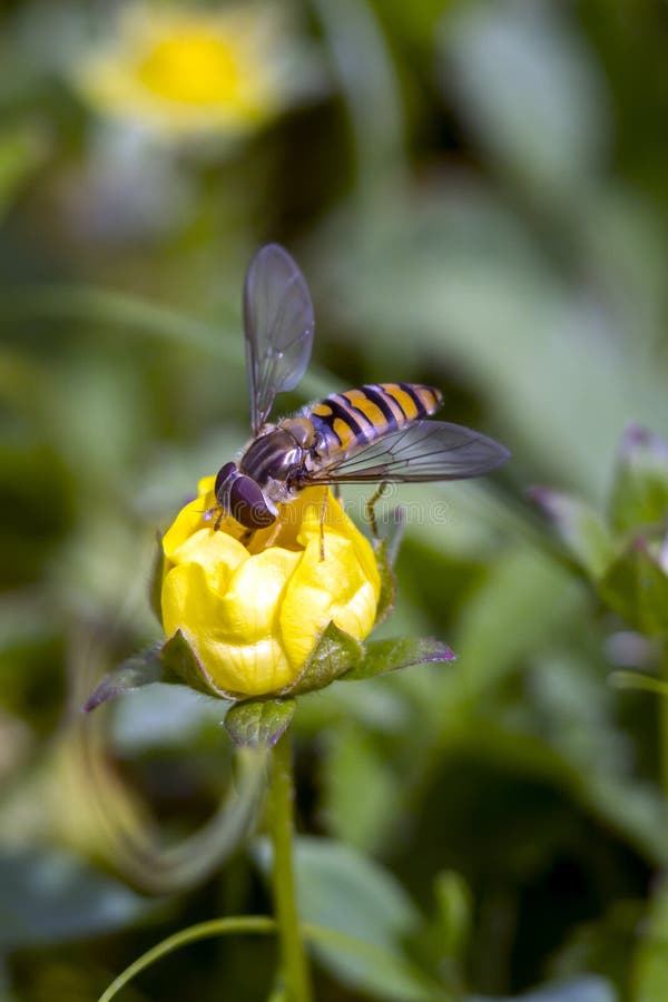 Common Flycatcher Syrphus Ribesii Stock Photo - Image of flower ...