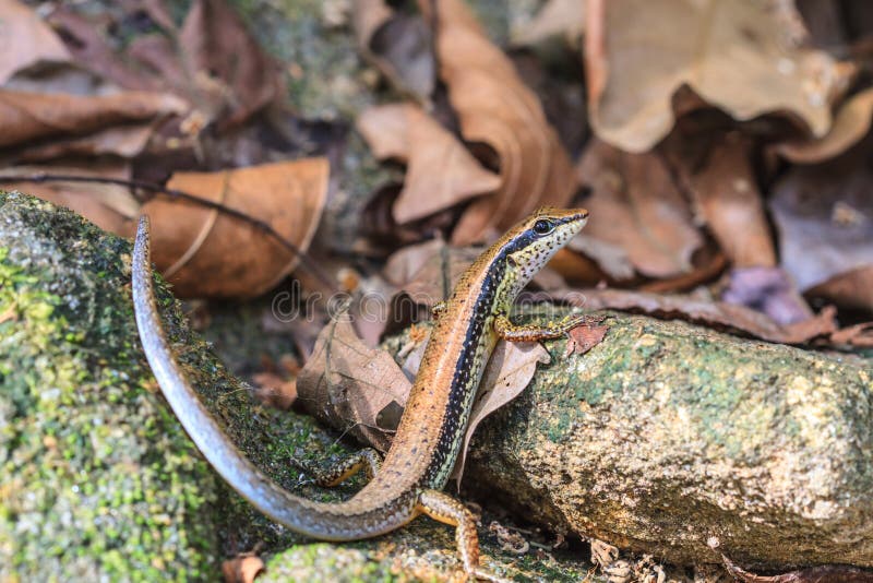 Skink, Sphenomorphus Sp, Scincidae, Trishna, Tripura , India Stock ...