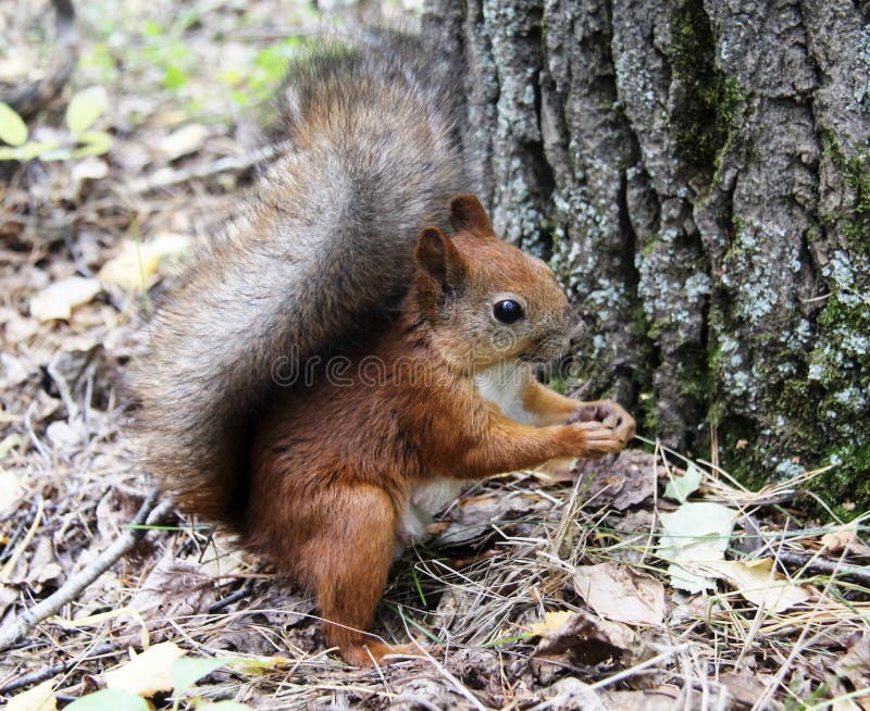 Common Forest Squirrel in the Forest Park Stock Photo - Image of fluffy ...