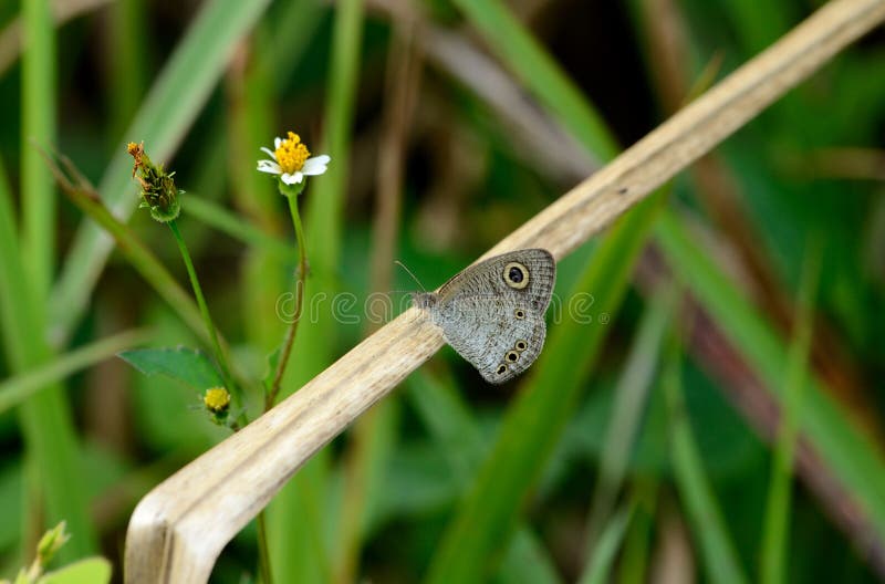 Common Four-ring Ypthima Huebneri Butterfly Stock Image - Image of ...