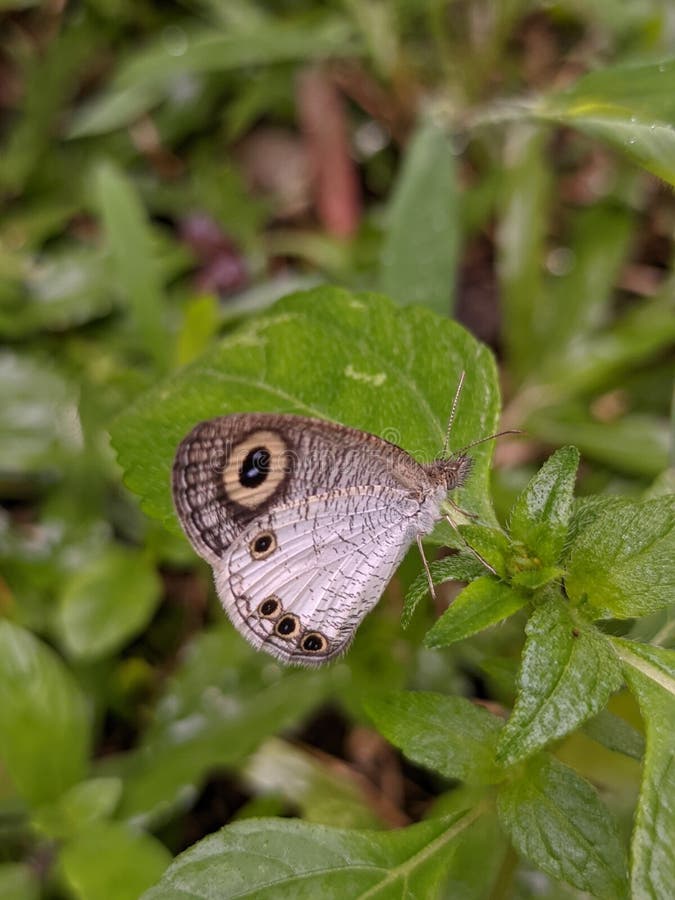 Common Four Ring Butterfly stock image. Image of nature - 284349167