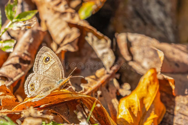 A Common Four Ring Butterfly Sitting Stock Image - Image of macro ...