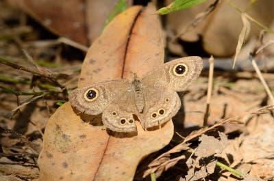Common Four-ring Butterfly (Ypthima Similis) Stock Photo - Image of ...