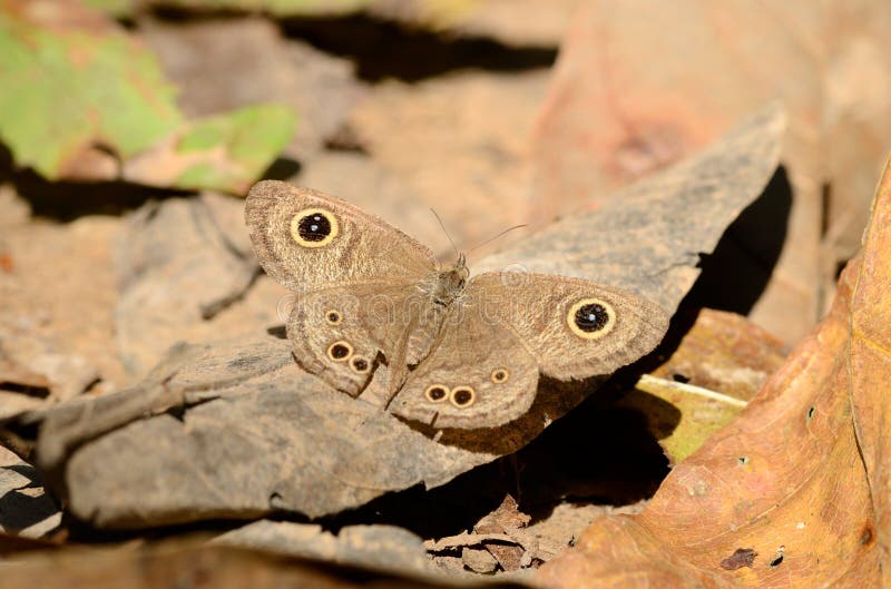 Common Four-ring Butterfly (Ypthima Similis) Stock Photo - Image of ...