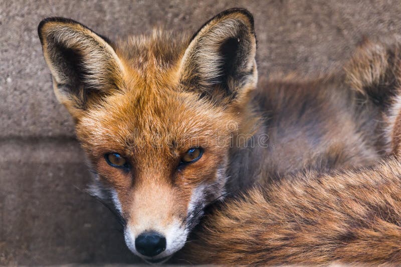 Common Fox Facing the Camera Stock Image - Image of alert, eyes: 178286497
