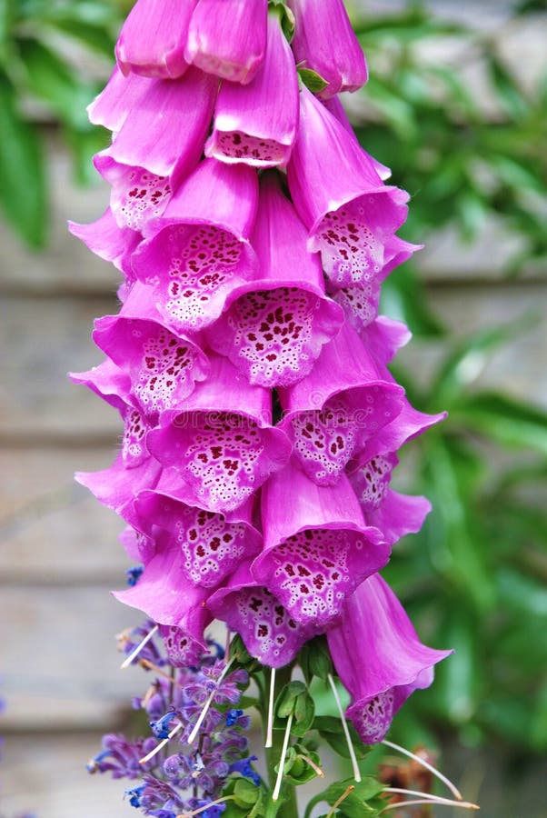 1,883 Common Foxglove Stock Photos - Free & Royalty-Free Stock Photos ...