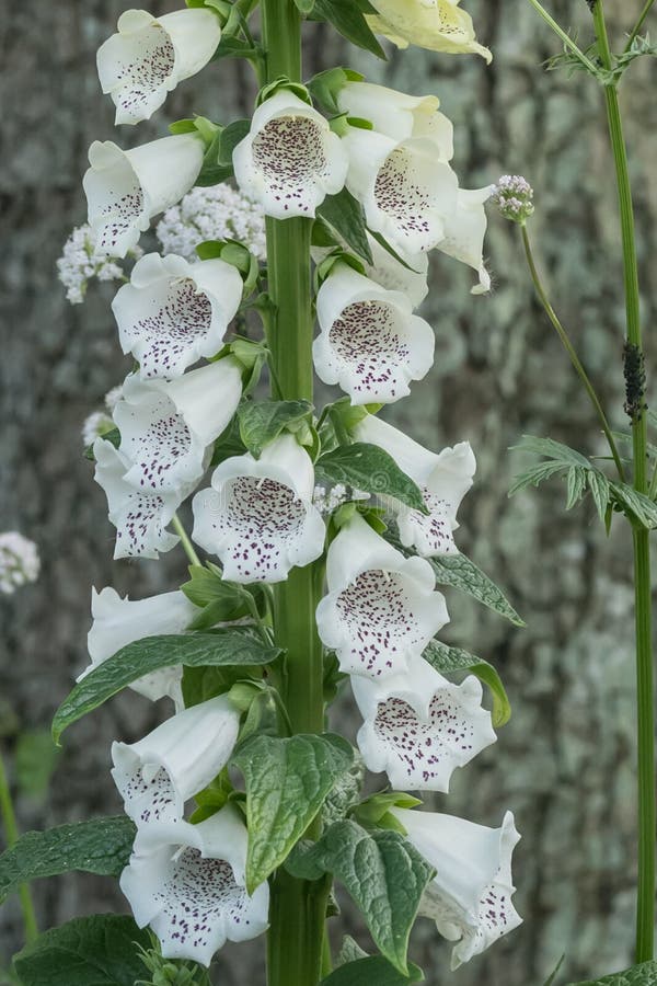 Common Foxglove Digitalis Purpurea Alba, White Flowers Stock Image ...