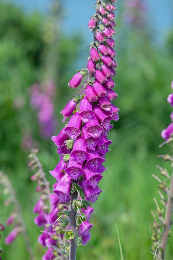 Common Foxglove (digitalis Purpurea) Flower Stock Photo - Image of ...