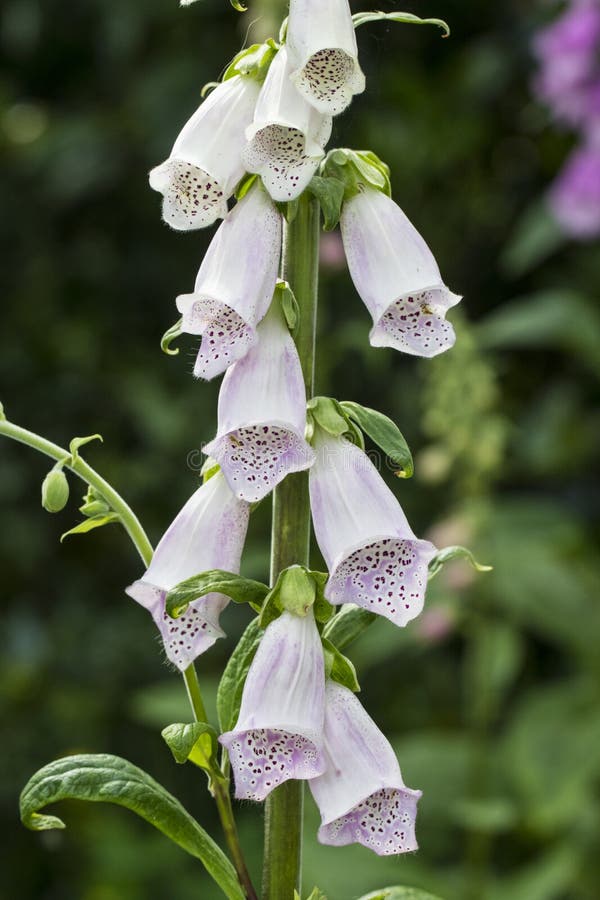 Common Foxglove, Digitalis Purpurea Stock Image - Image of plants ...