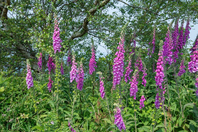 Common Foxglove (digitalis Purpurea) Flowers Stock Photo - Image of ...