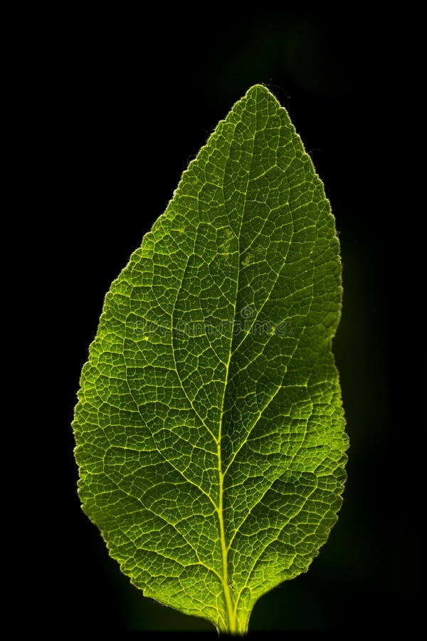 Common Foxglove, Digitalis Purpurea Stock Photo - Image of green ...