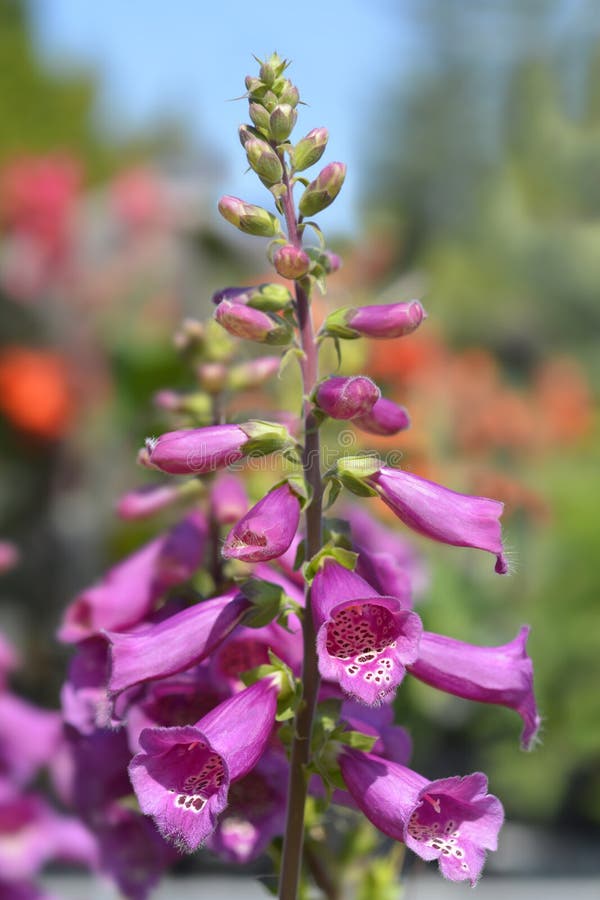 Common Foxglove stock image. Image of plant, flower - 192537813