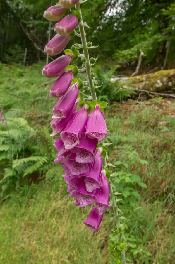 Common foxgloves flowers stock image. Image of digitalis - 85931287