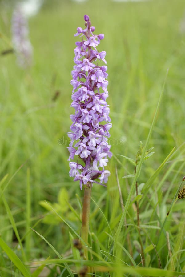 Common Fragrant Orchid stock photo. Image of orchid - 119063082