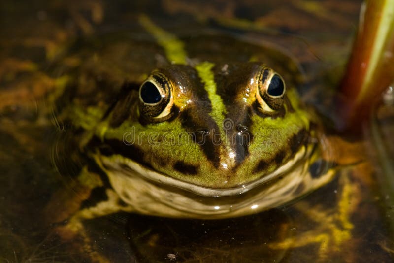 Common Frog stock image. Image of closeup, water, nature - 13149077