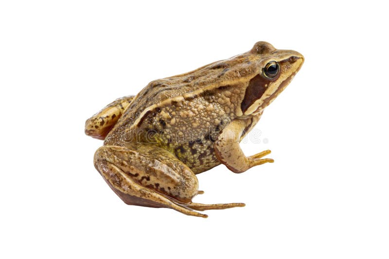 Common Frog Close-up Isolated on White Stock Image - Image of amphibian ...