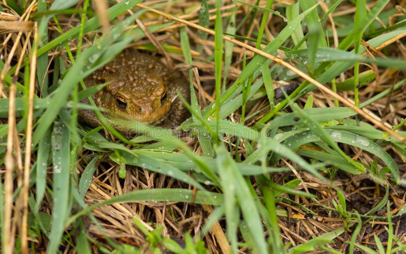 Common Frog Closeup on Grass Stock Image - Image of tadpole, tropical ...