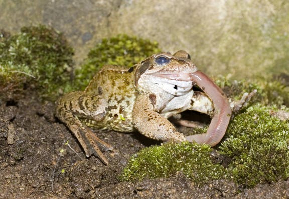 Common Frog Eating stock photo. Image of pondlife, worm - 1460714