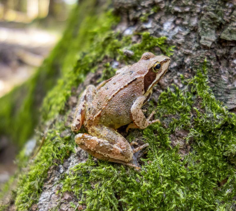 Grass frog on a tree trunk stock image. Image of tree - 178874741
