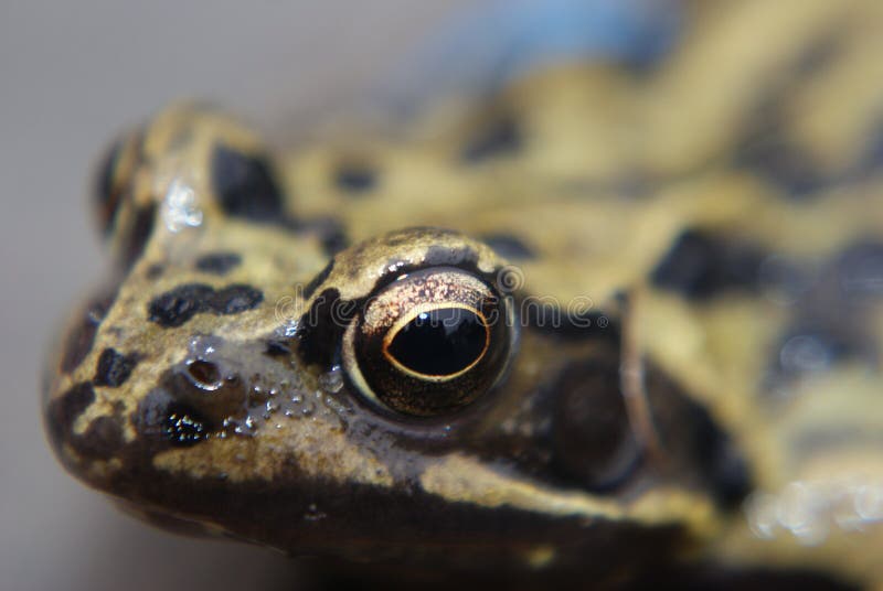 Common frog eye stock photo. Image of animal, nature - 194887306