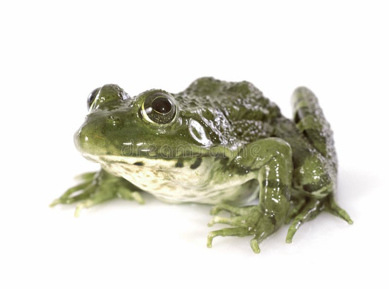 Common frog stock image. Image of studio, common, wildlife - 67175623